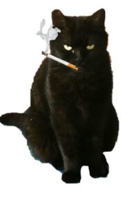 Camus.cat – Somewhat indifferent